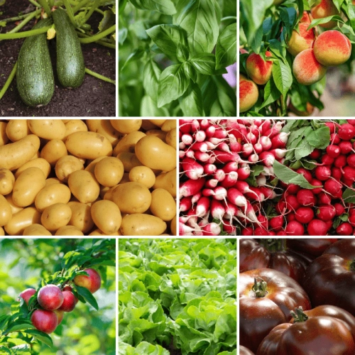 Panier MAXI Fruits & Légumes | Paniers mixtes | Maréchal Fraîcheur