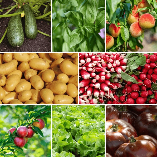 Panier MAXI Fruits & Légumes | Paniers mixtes | Maréchal Fraîcheur