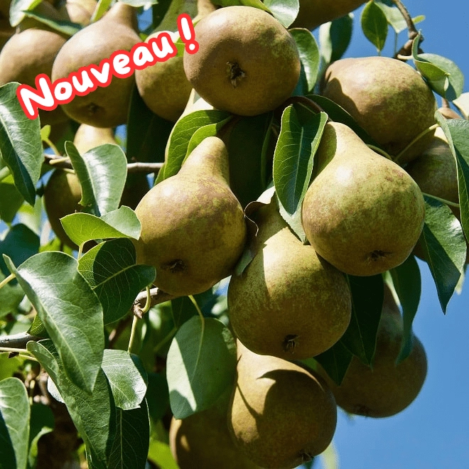 Poires Harrow Sweet BIO | Fruits | Maréchal Fraîcheur