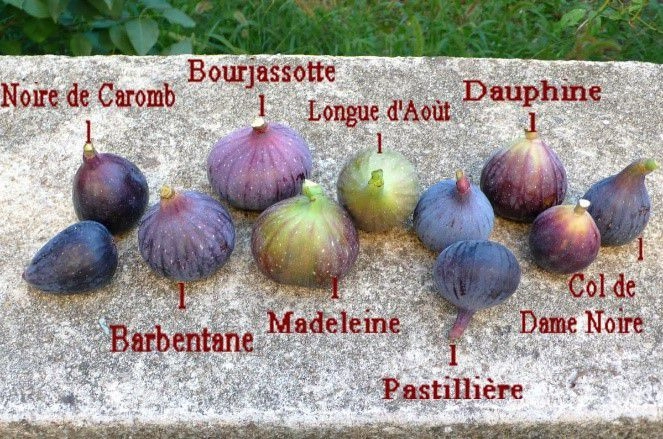 La figue : un (faux) fruit hors du commun | Maréchal Fraîcheur